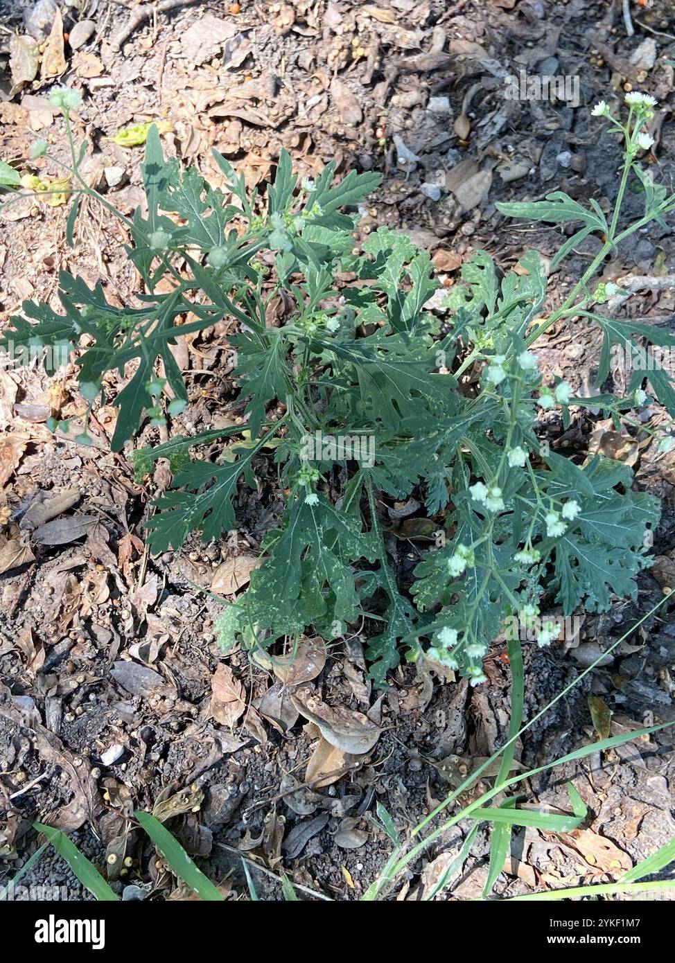 Santa Maria feverfew (Parthenium hysterophorus Stock Photo - Alamy