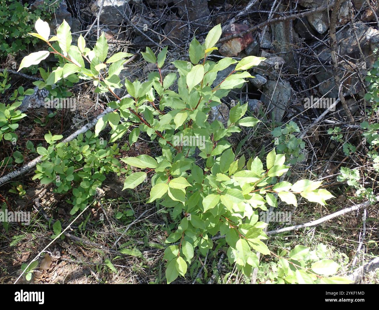 chokecherry (Prunus virginiana Stock Photo - Alamy