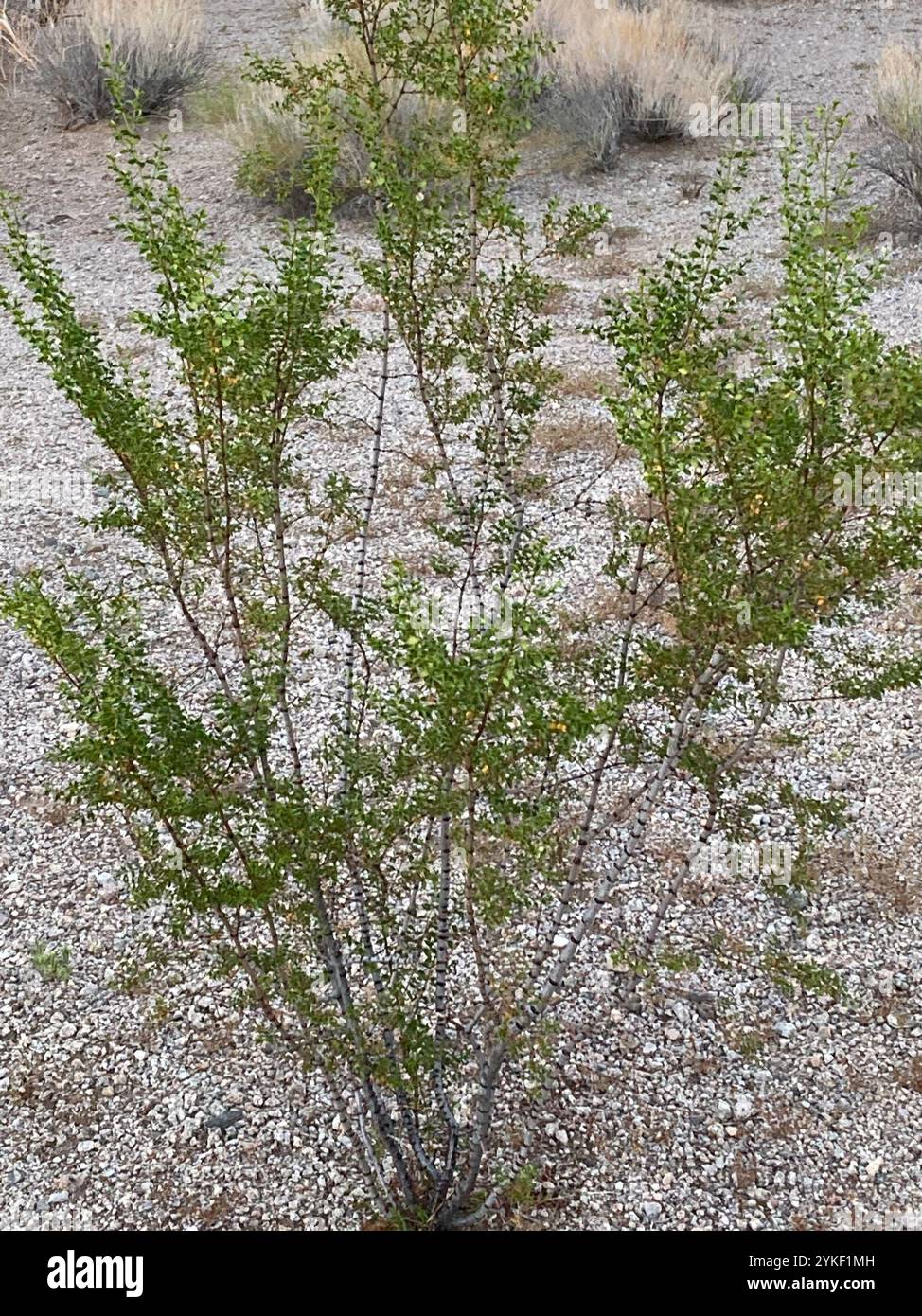 Creosote Bush (Larrea tridentata Stock Photo - Alamy