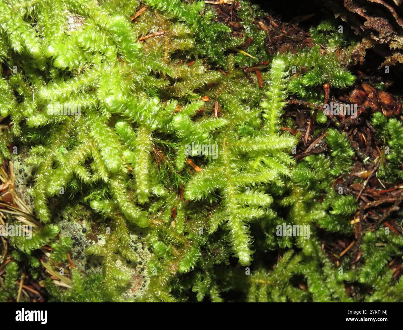 Pipecleaner Moss (Rhytidiopsis robusta Stock Photo - Alamy