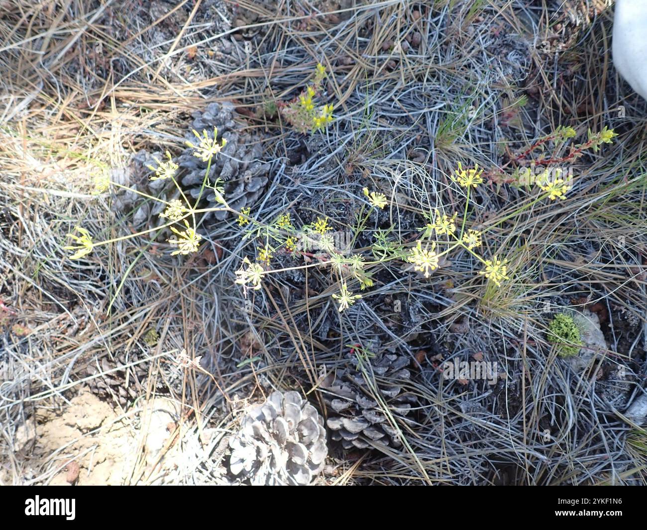 Wyeth Biscuitroot (Lomatium ambiguum Stock Photo - Alamy