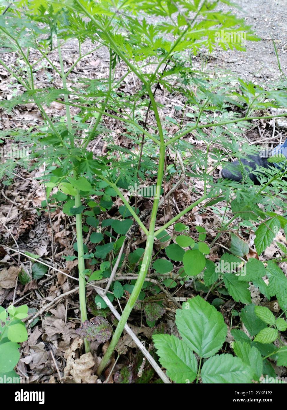 Fernleaf biscuitroot hi-res stock photography and images - Alamy