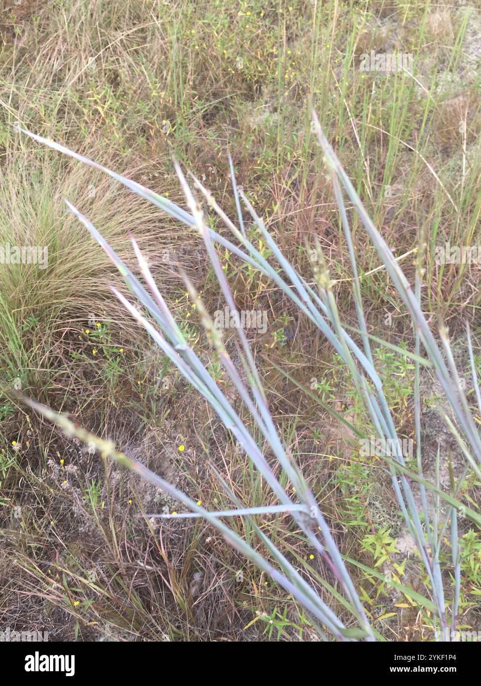 bluestems, thatching grasses, and allies (Andropogoninae Stock Photo ...