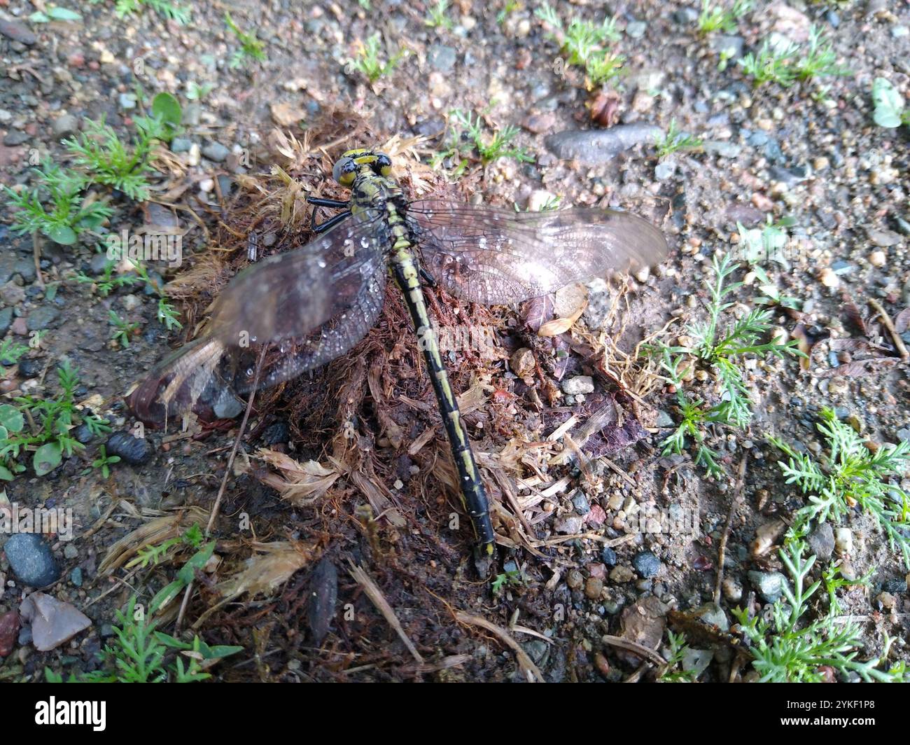 Horned clubtail hi-res stock photography and images - Alamy