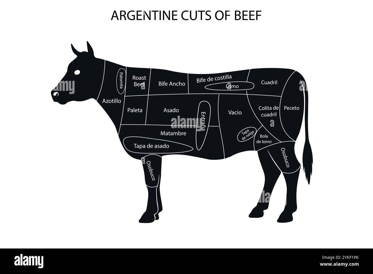 Leg muscle anatomy labeled hi-res stock photography and images - Alamy