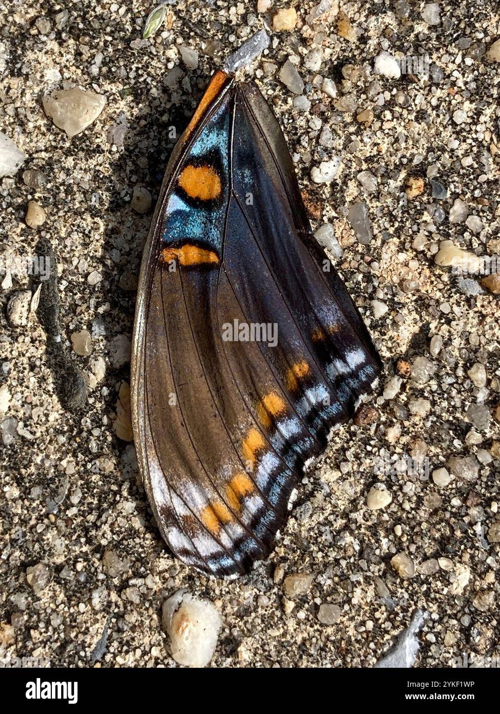 Red-spotted Purple (Limenitis arthemis astyanax Stock Photo - Alamy