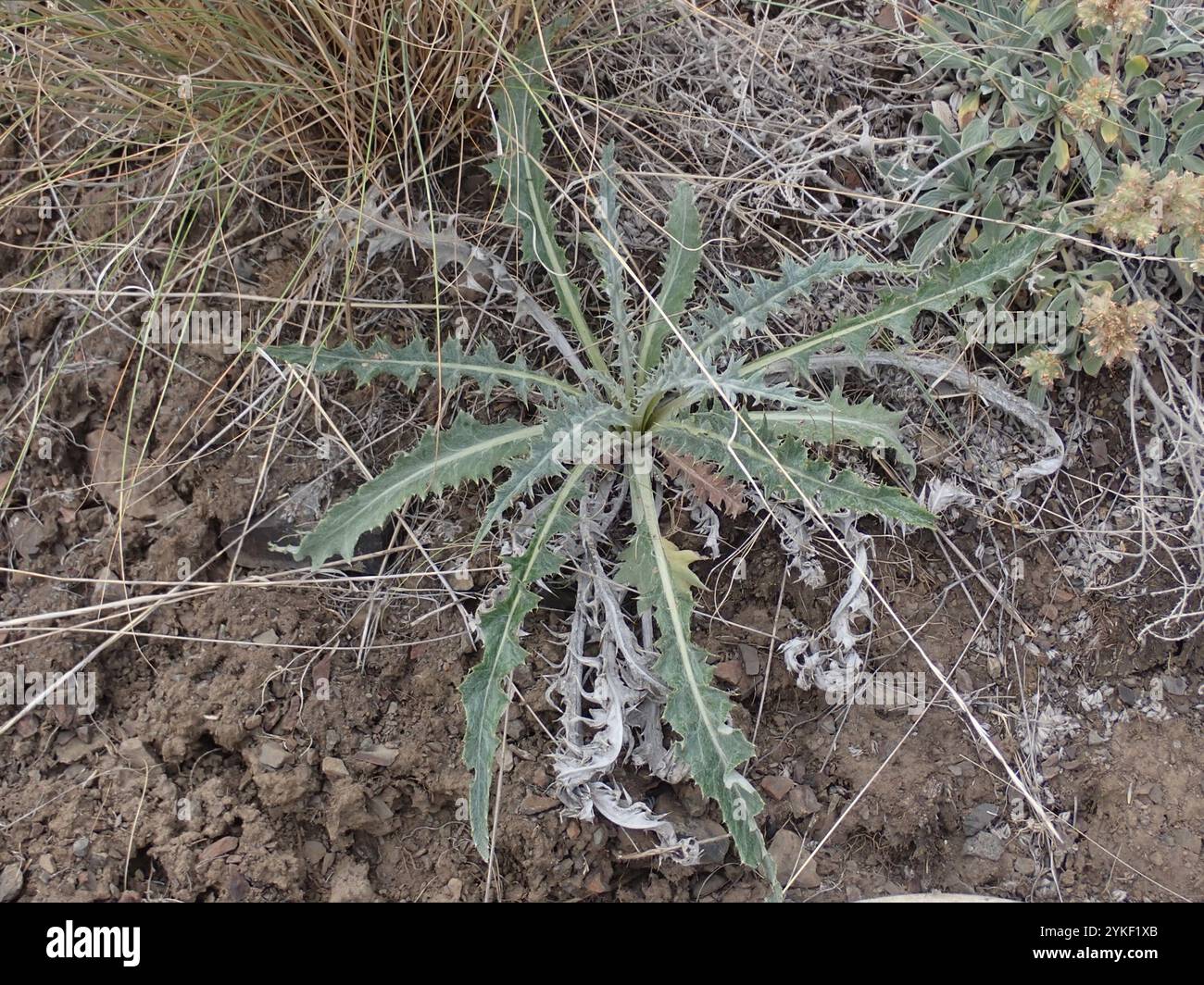 wavyleaf thistle (Cirsium undulatum Stock Photo - Alamy