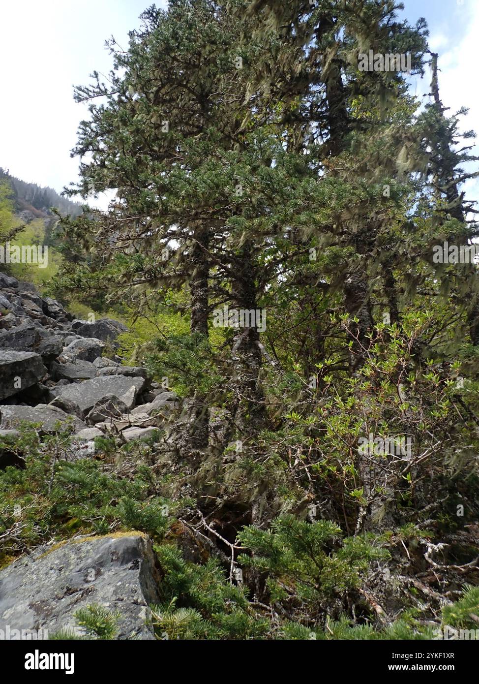 subalpine fir (Abies lasiocarpa Stock Photo - Alamy