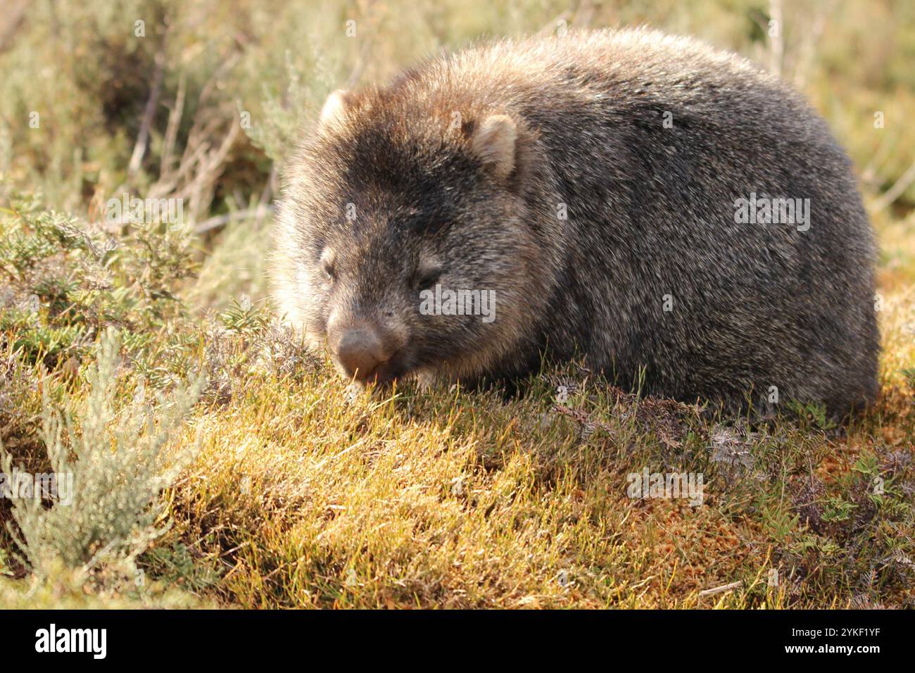 Tasmanian Wombat (Vombatus ursinus tasmaniensis Stock Photo - Alamy