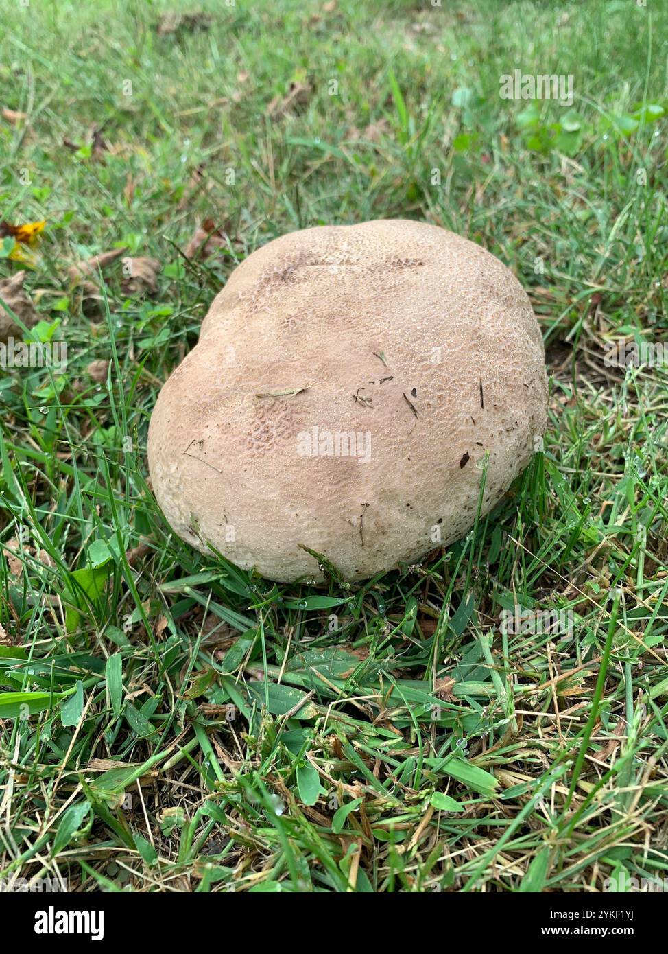 Brain puffball (Calvatia craniiformis Stock Photo - Alamy