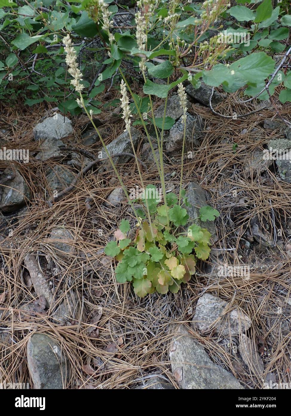 Heuchera cylindrica hi-res stock photography and images - Alamy