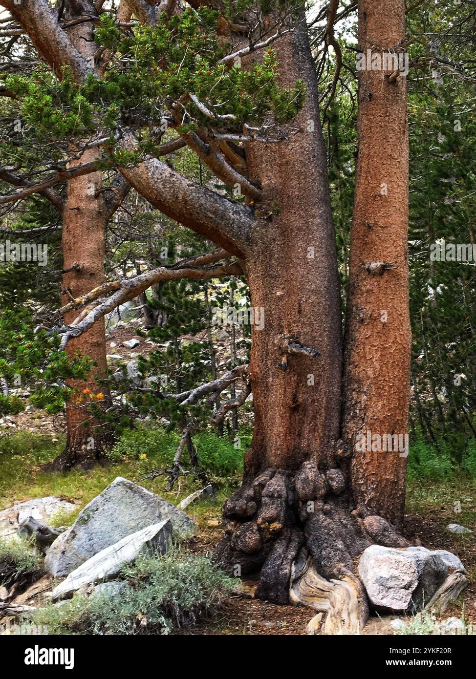 Pinus contorta murrayana hi-res stock photography and images - Alamy