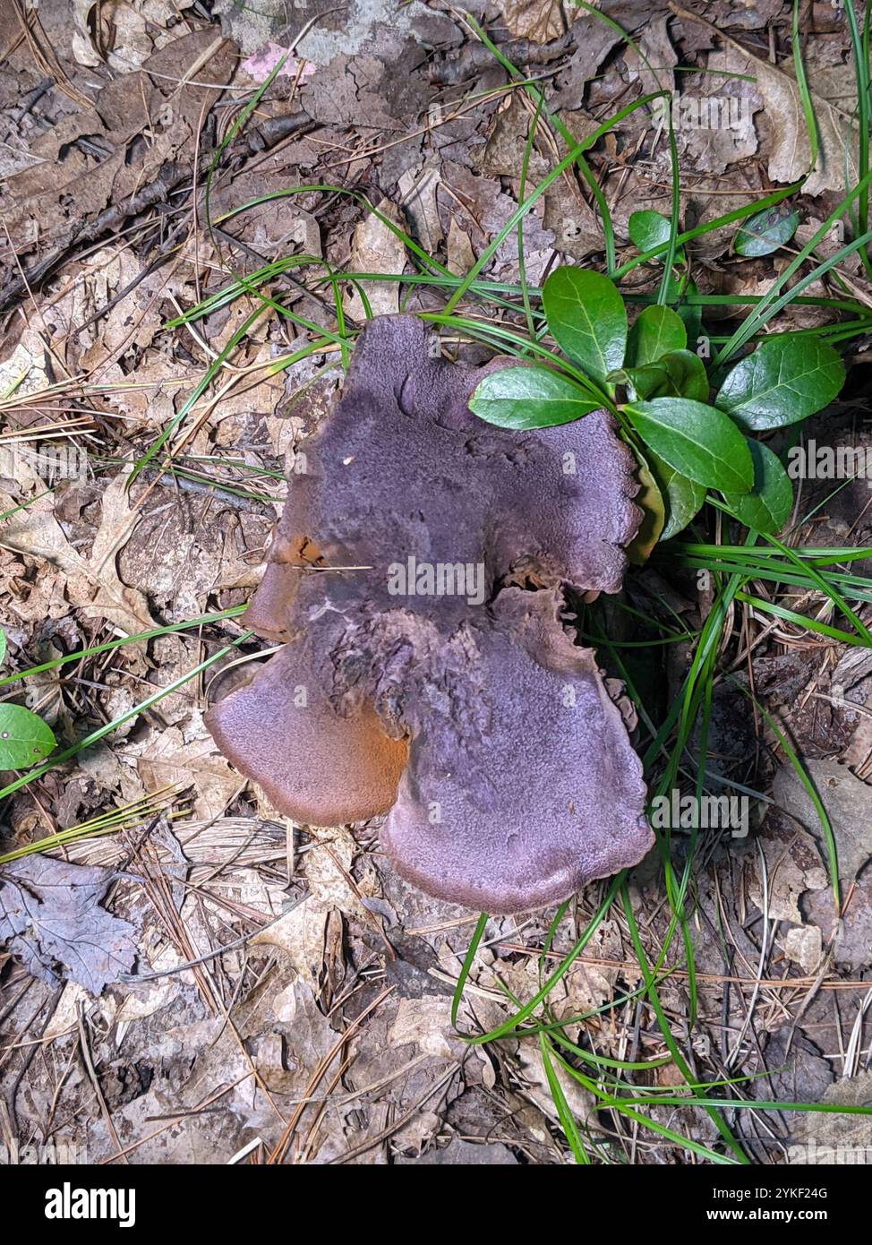 violet webcap (Cortinarius violaceus Stock Photo - Alamy