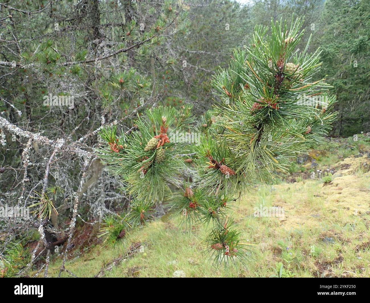 lodgepole pine (Pinus contorta Stock Photo - Alamy
