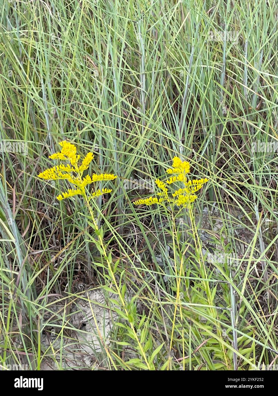 Sweet Goldenrod (Solidago odora Stock Photo - Alamy