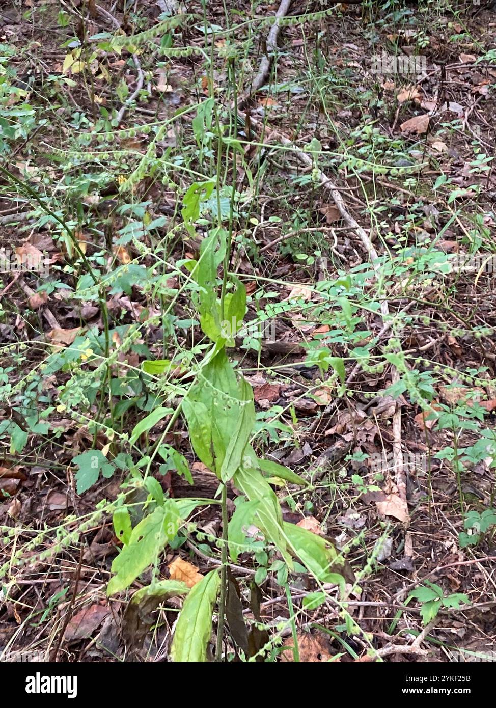 virginia stickseed (Hackelia virginiana Stock Photo - Alamy