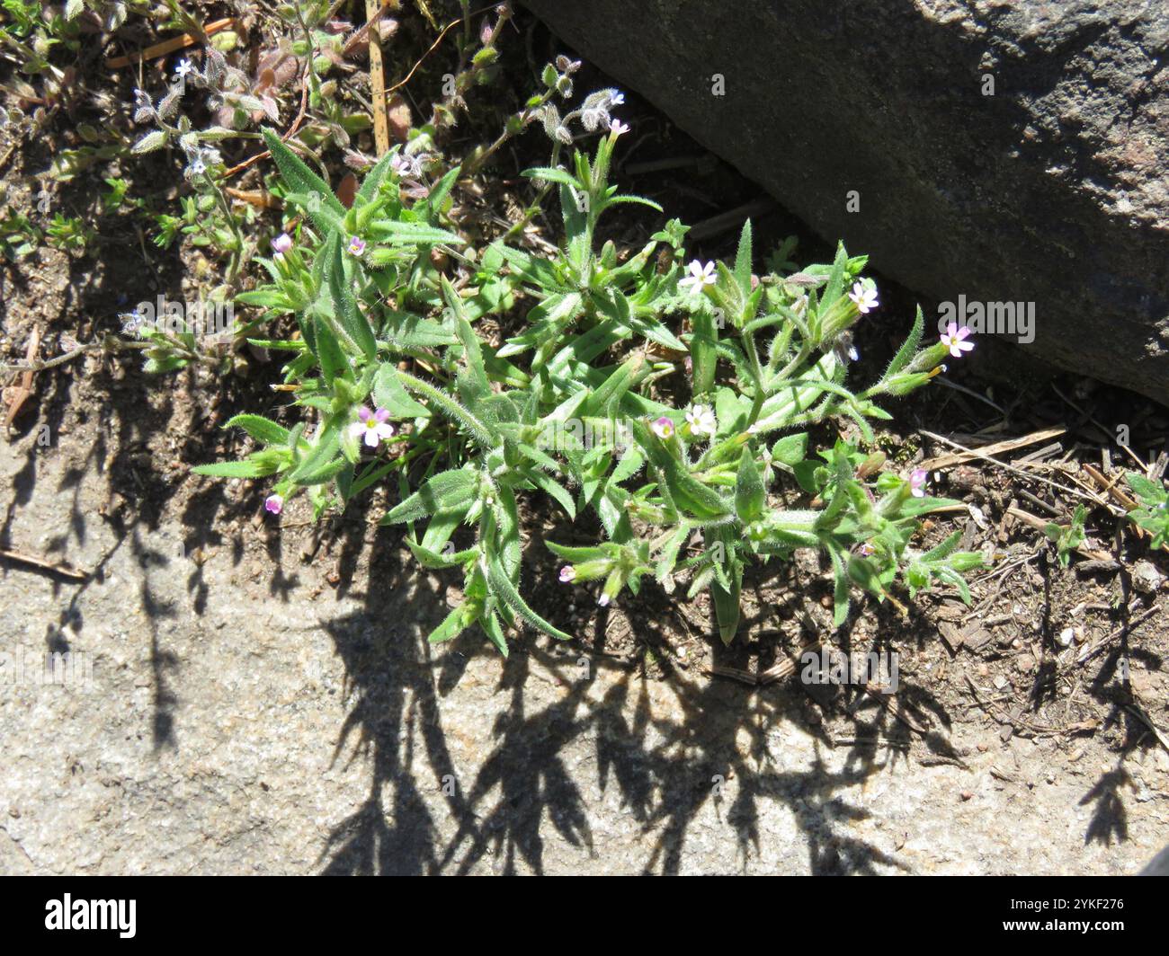 slender phlox (Microsteris gracilis Stock Photo - Alamy