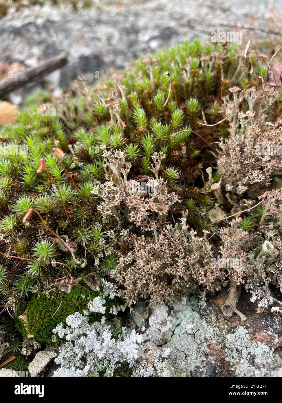 Ladder Lichen (Cladonia verticillata Stock Photo - Alamy