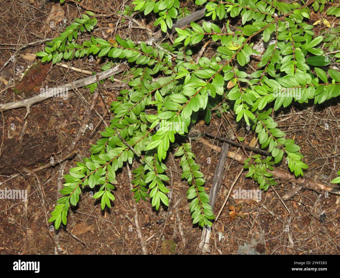 Oregon Boxwood (Paxistima myrsinites Stock Photo - Alamy