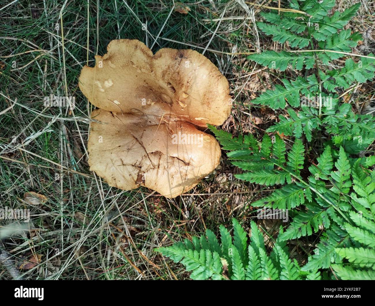 Brown Roll-Rim (Paxillus involutus Stock Photo - Alamy