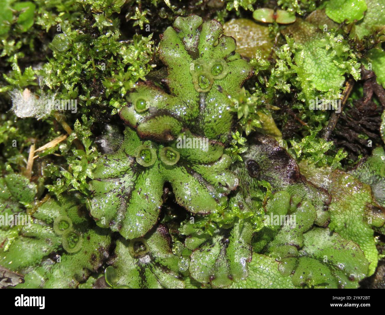 Common Liverwort (Marchantia polymorpha Stock Photo - Alamy