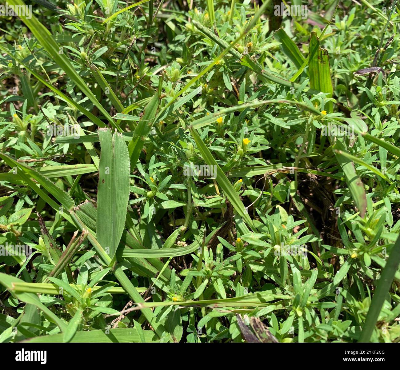 Spreading chinchweed (Pectis prostrata Stock Photo - Alamy