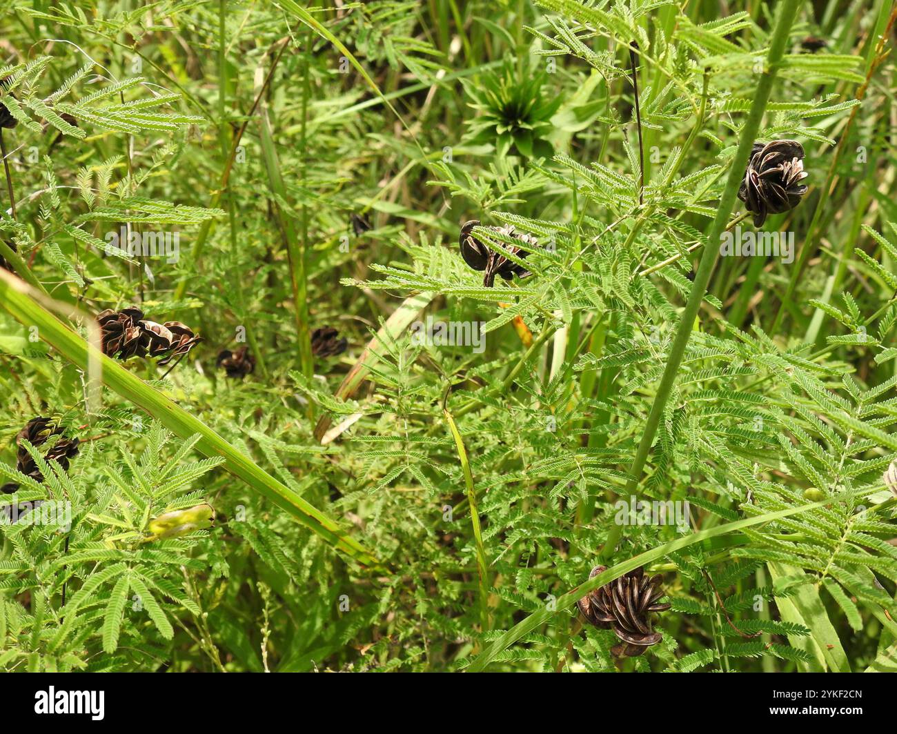 Illinois bundleflower (Desmanthus illinoensis Stock Photo - Alamy