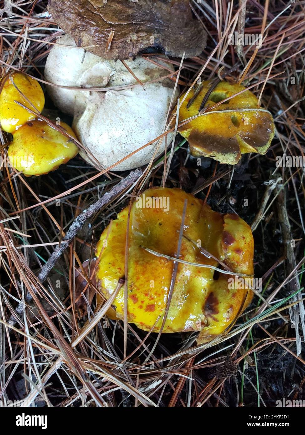 Chicken Fat Mushroom (Suillus americanus Stock Photo - Alamy