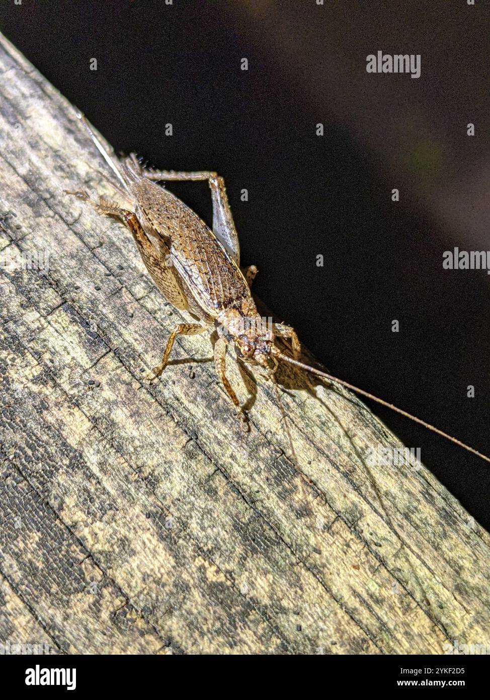 Hapithus hi-res stock photography and images - Alamy