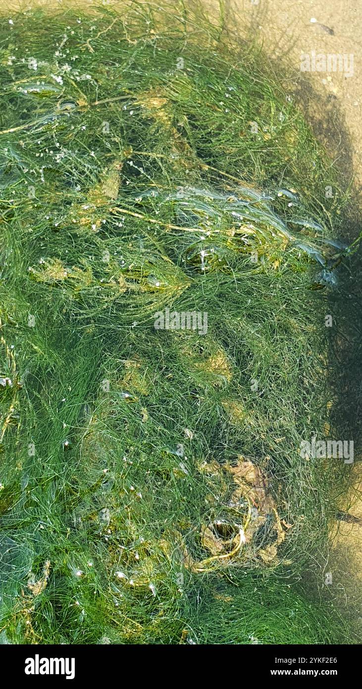 coontail (Ceratophyllum demersum Stock Photo - Alamy