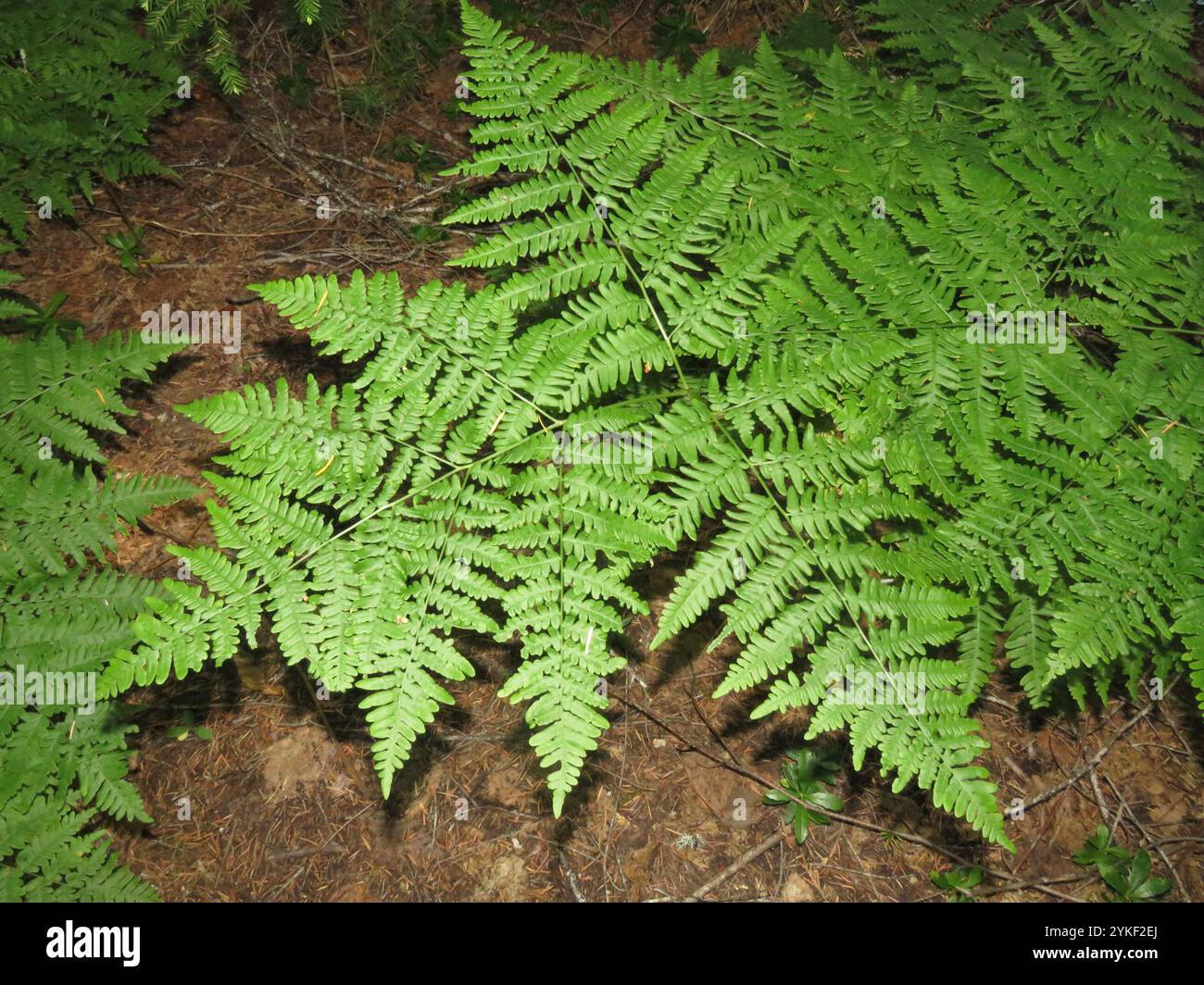 common bracken (Pteridium aquilinum Stock Photo - Alamy