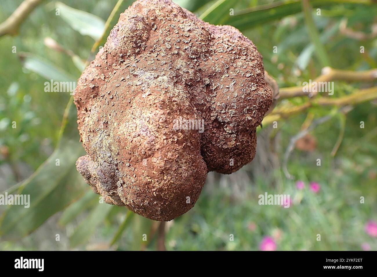 Port Jackson Gall Rust (Uromycladium morrisii Stock Photo - Alamy
