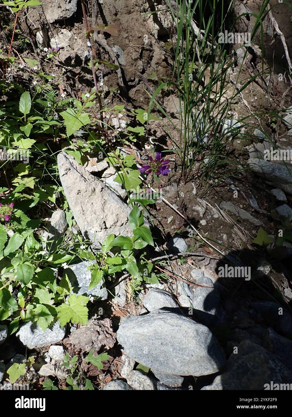 Cascade penstemon hi-res stock photography and images - Alamy