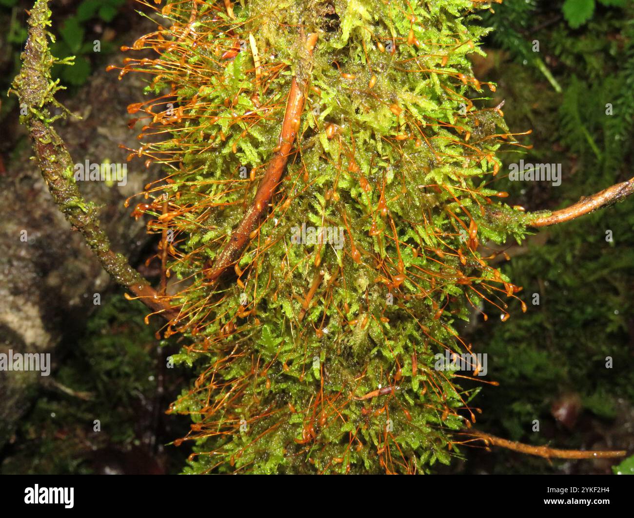 creeping feather-moss (Amblystegium serpens Stock Photo - Alamy
