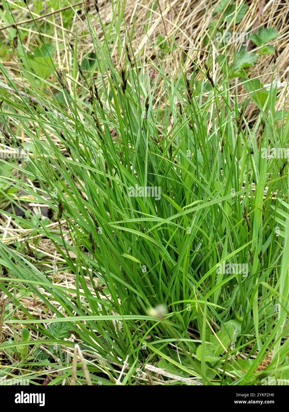 true sedges (Carex Stock Photo - Alamy
