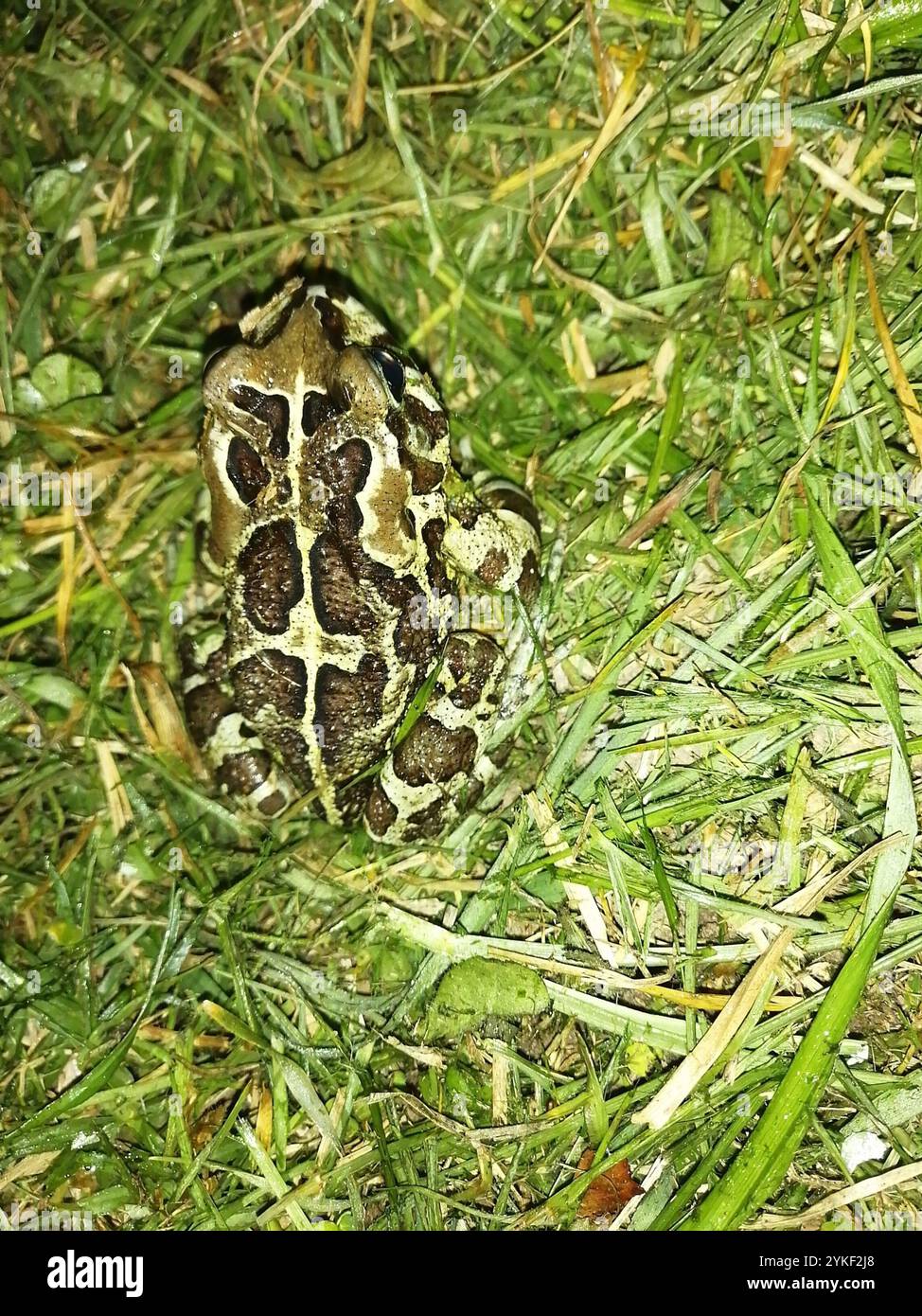 Western Leopard Toad (Sclerophrys pantherina Stock Photo - Alamy