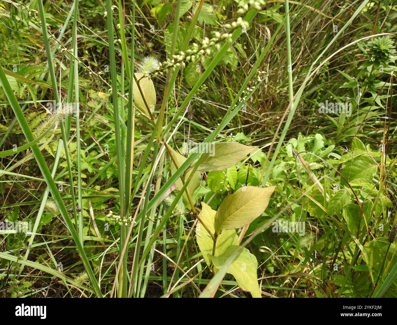 American jumpseed (Persicaria virginiana Stock Photo - Alamy