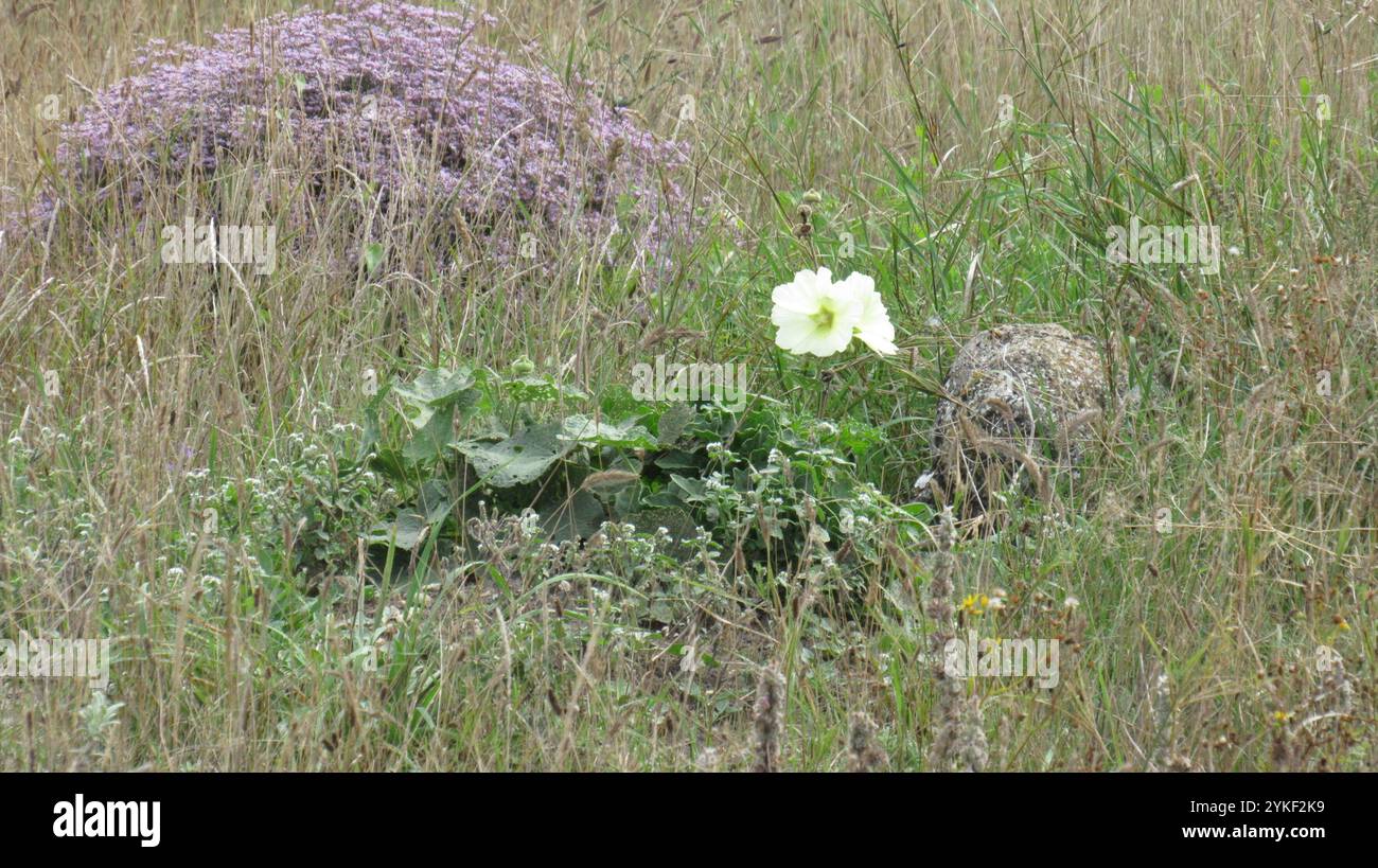 Russian Hollyhock (Alcea rugosa Stock Photo - Alamy