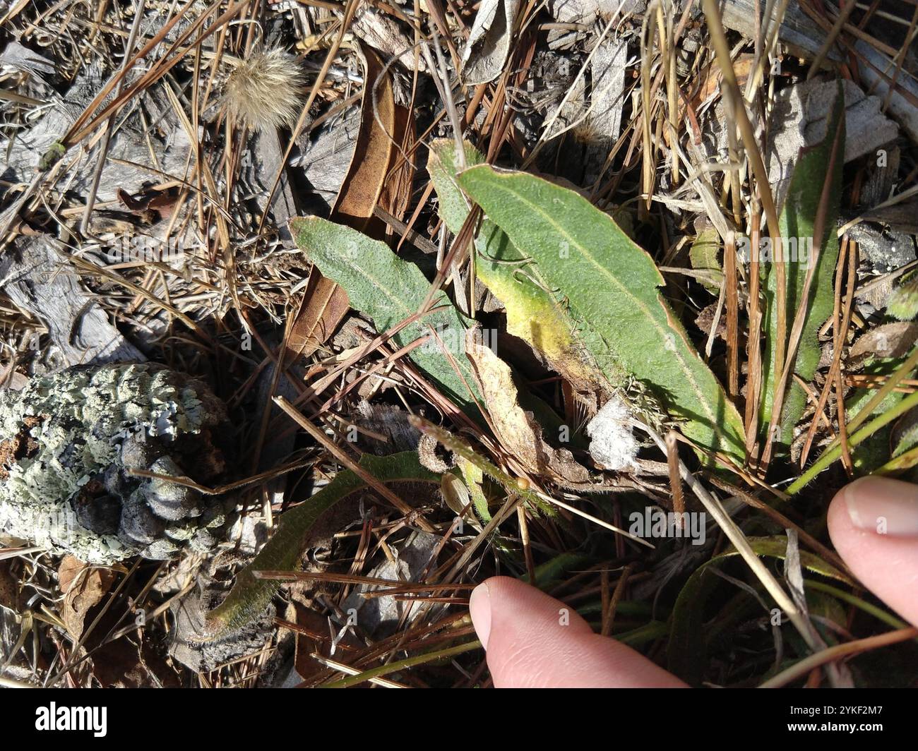 Lesser hawkbit hi-res stock photography and images - Alamy