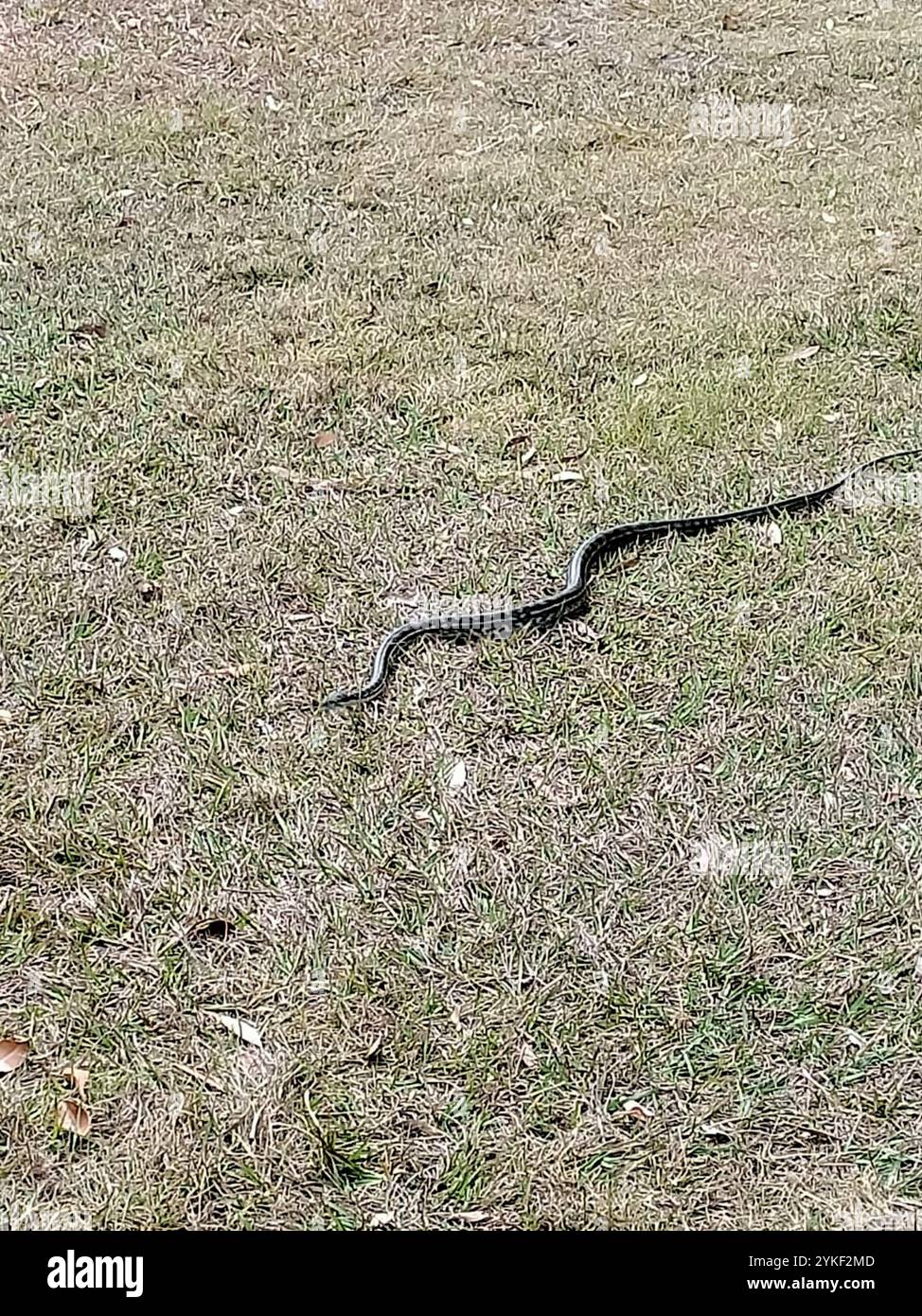 Coastal Carpet Python (Morelia spilota mcdowelli Stock Photo - Alamy