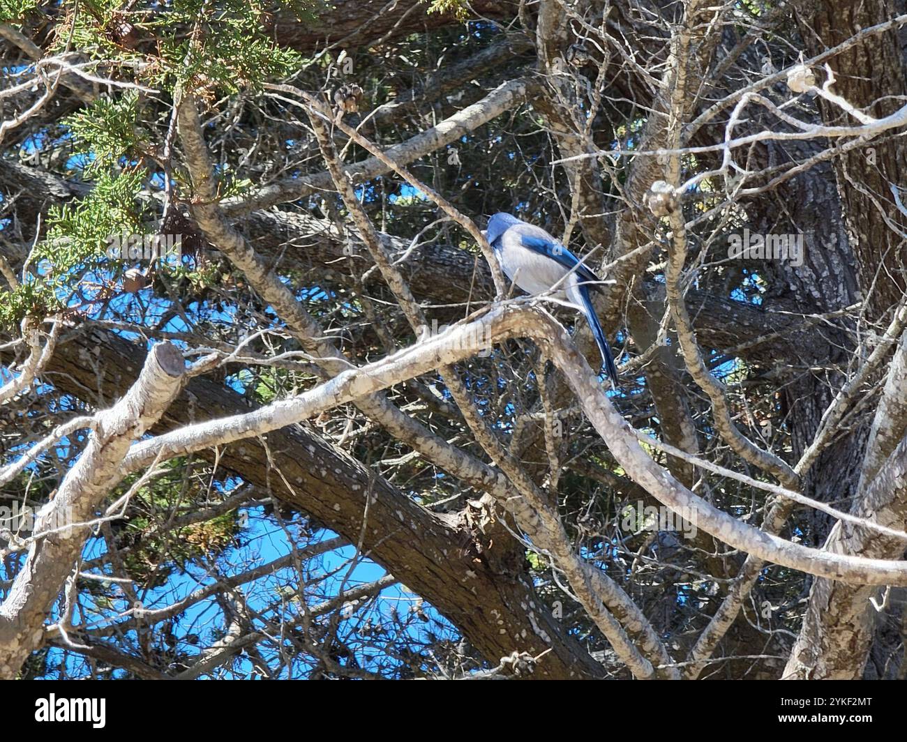 California Scrub-Jay (Aphelocoma californica Stock Photo - Alamy