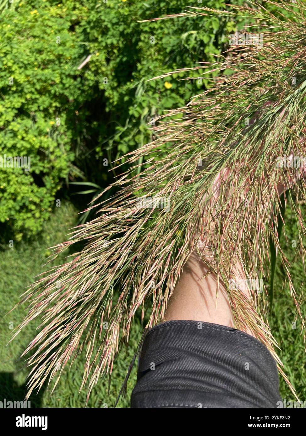 giant reed (Arundo donax Stock Photo - Alamy