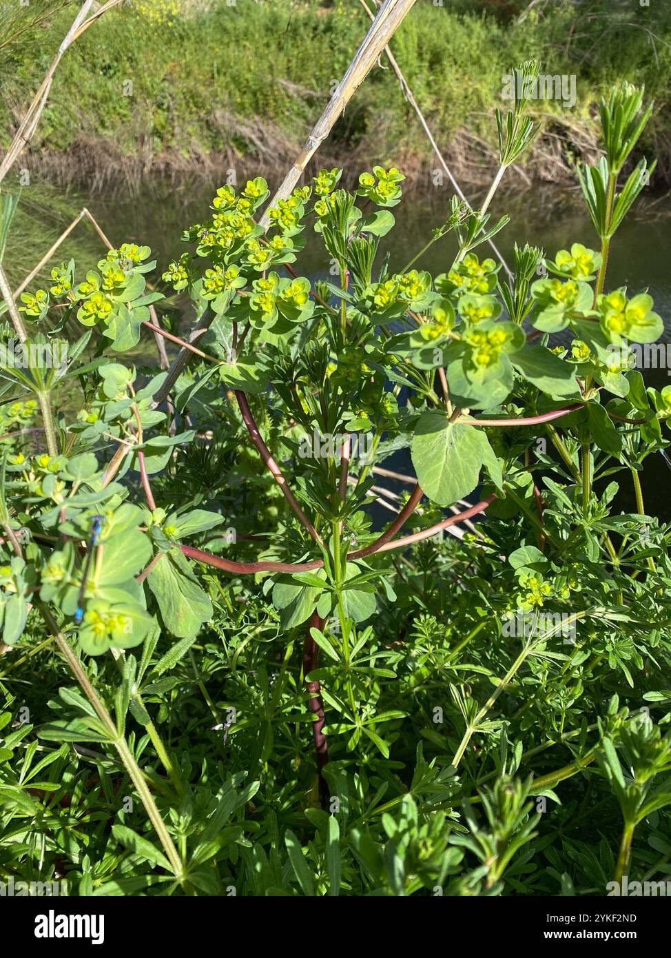 Sun spurge (Euphorbia helioscopia Stock Photo - Alamy