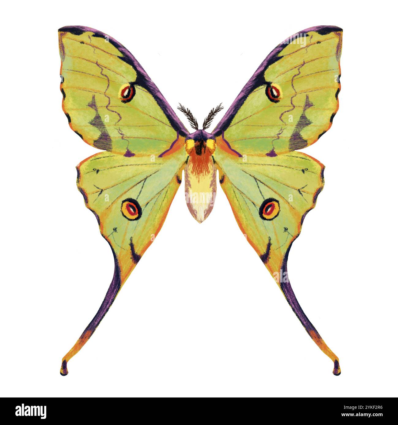 Luna Moth butterfly realistic illustration isolated on white background ...