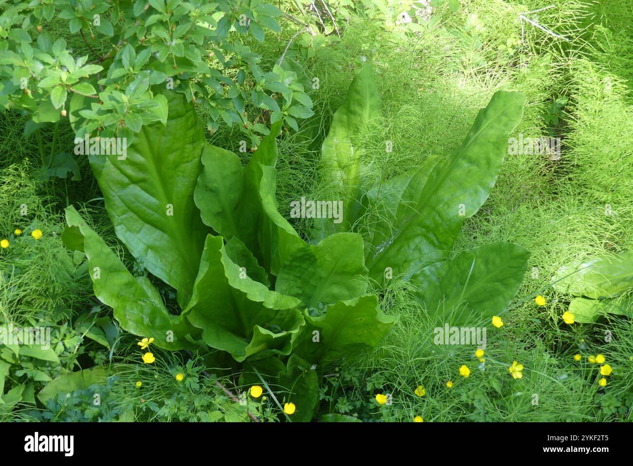 western skunk cabbage (Lysichiton americanus Stock Photo - Alamy