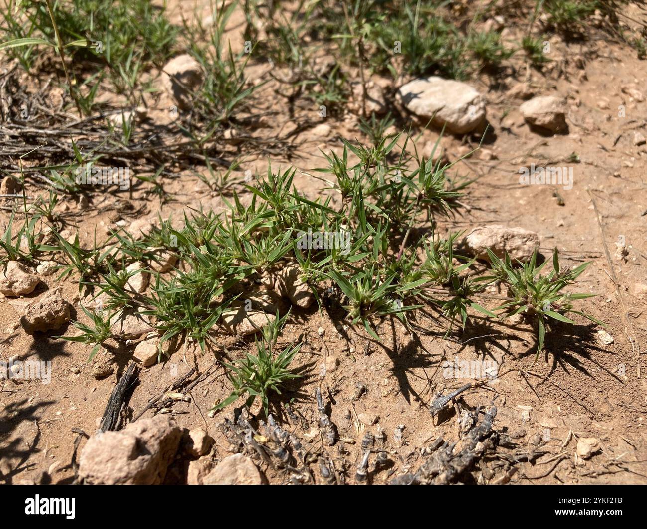 False Buffalograss (Munroa squarrosa Stock Photo - Alamy