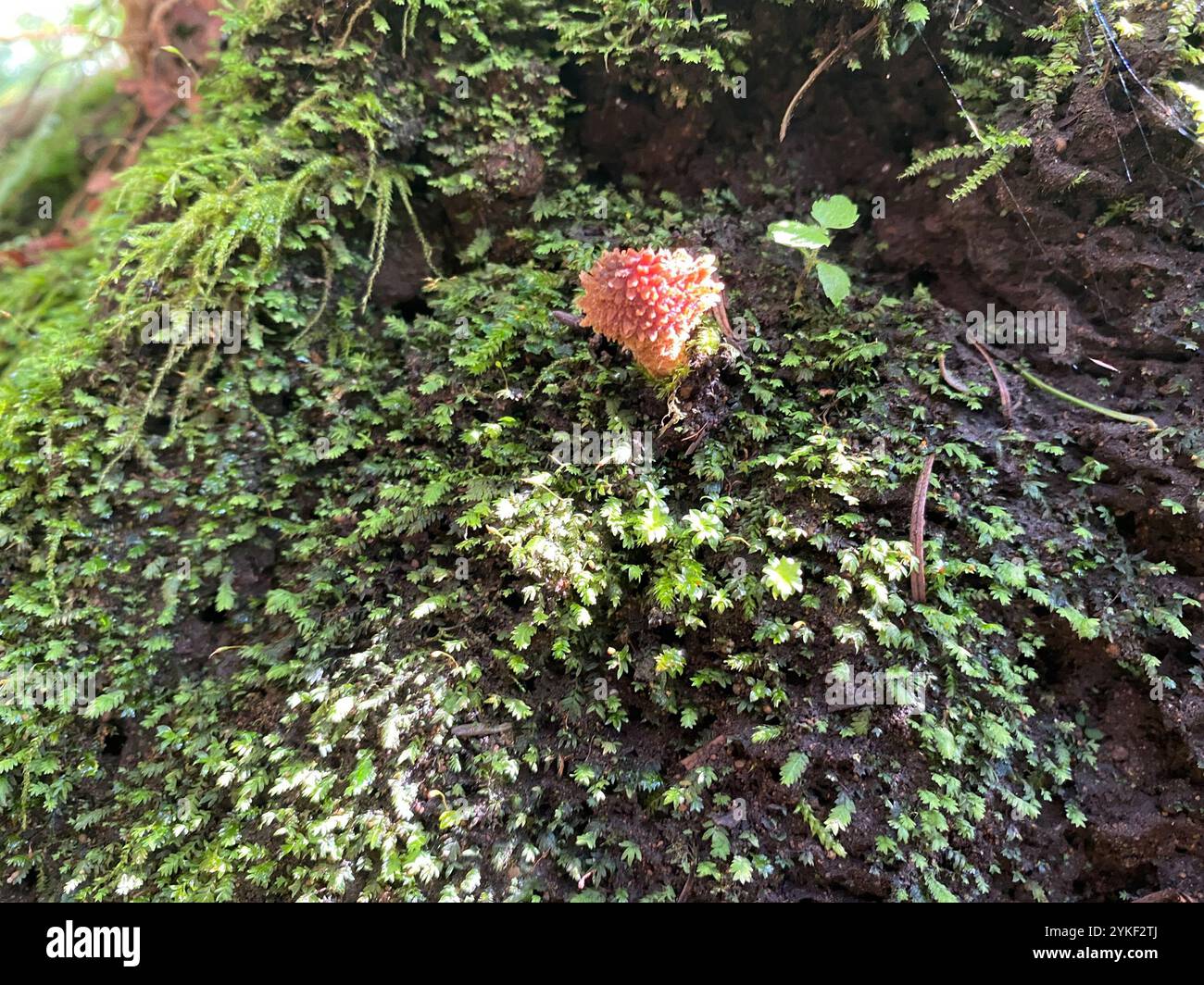 Golden-scruffy Collybia (Cyptotrama asprata Stock Photo - Alamy