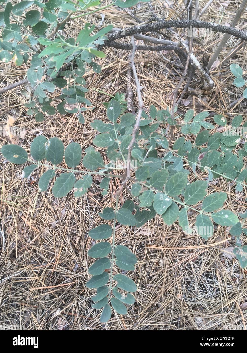 New Mexico locust (Robinia neomexicana Stock Photo - Alamy