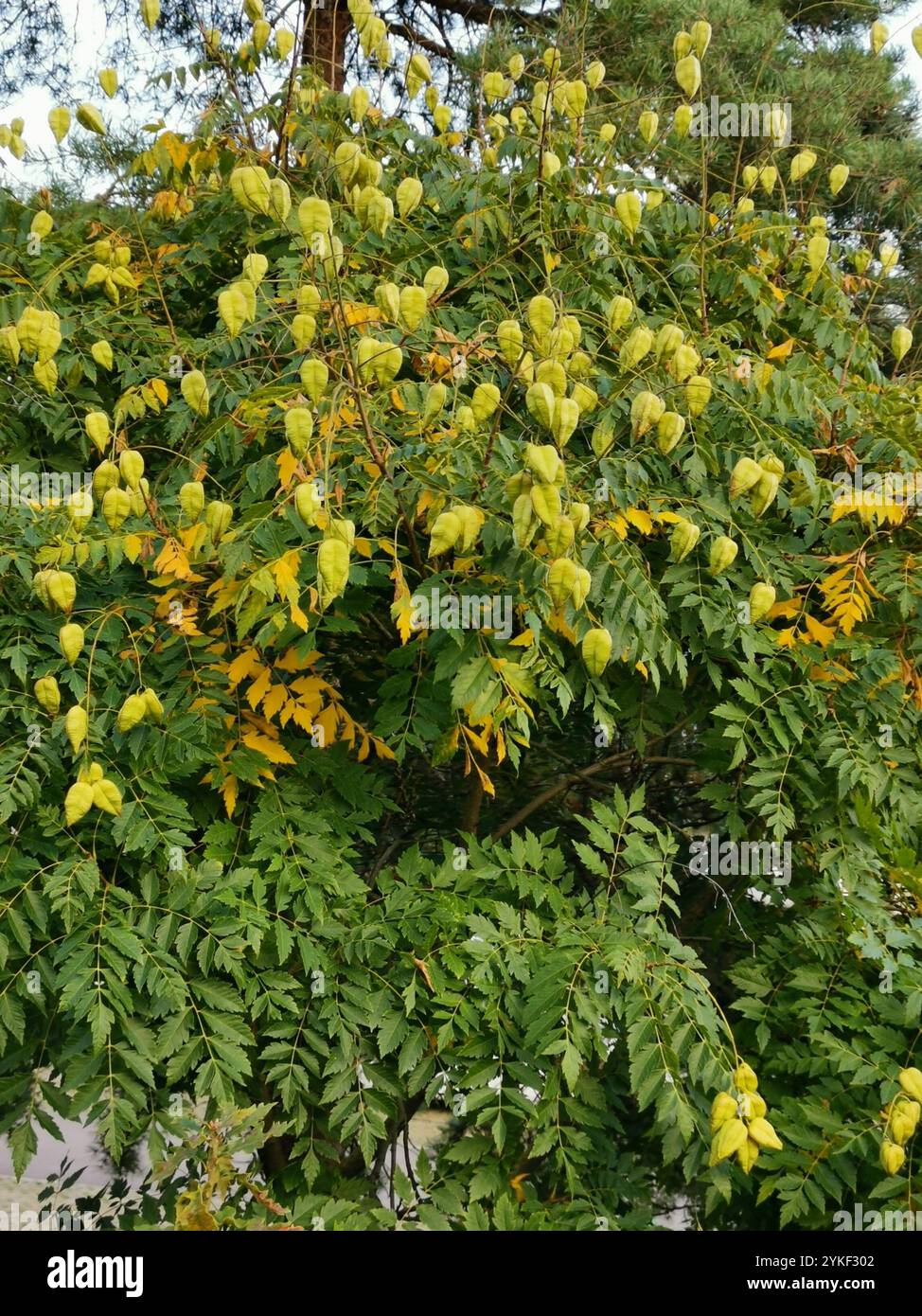 golden rain tree (Koelreuteria paniculata Stock Photo - Alamy