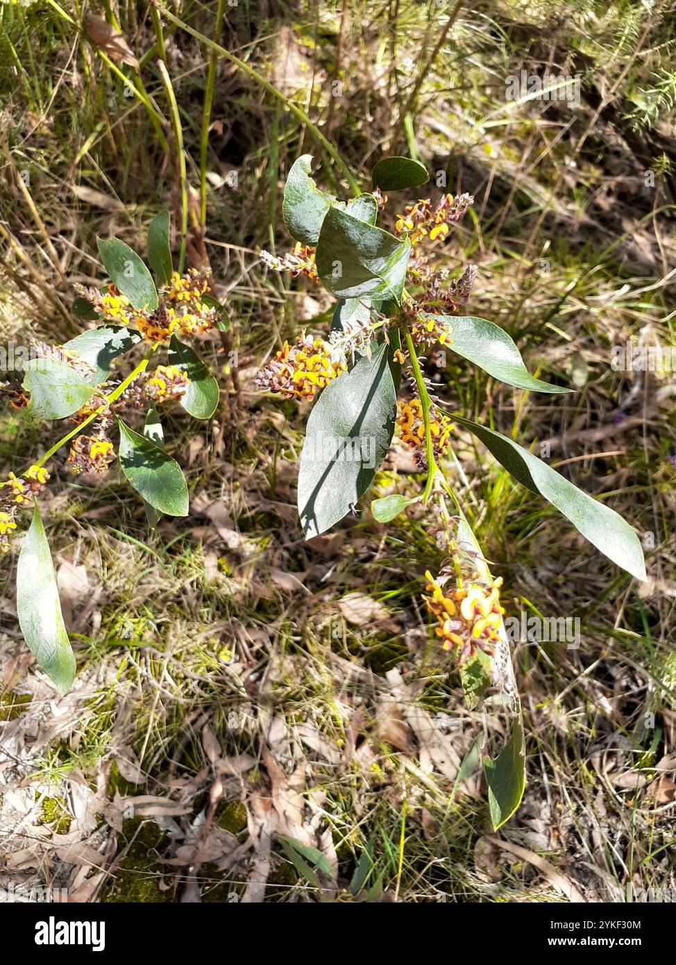 hop bitter-pea (Daviesia latifolia Stock Photo - Alamy